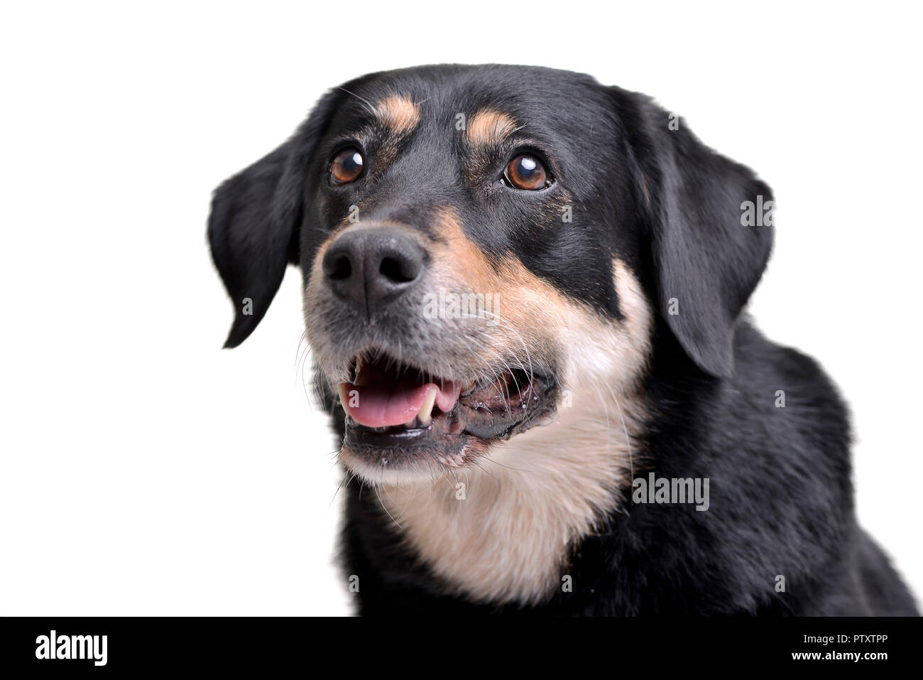 Portrait of an adorable mixed breed dog - isolated on white background ...