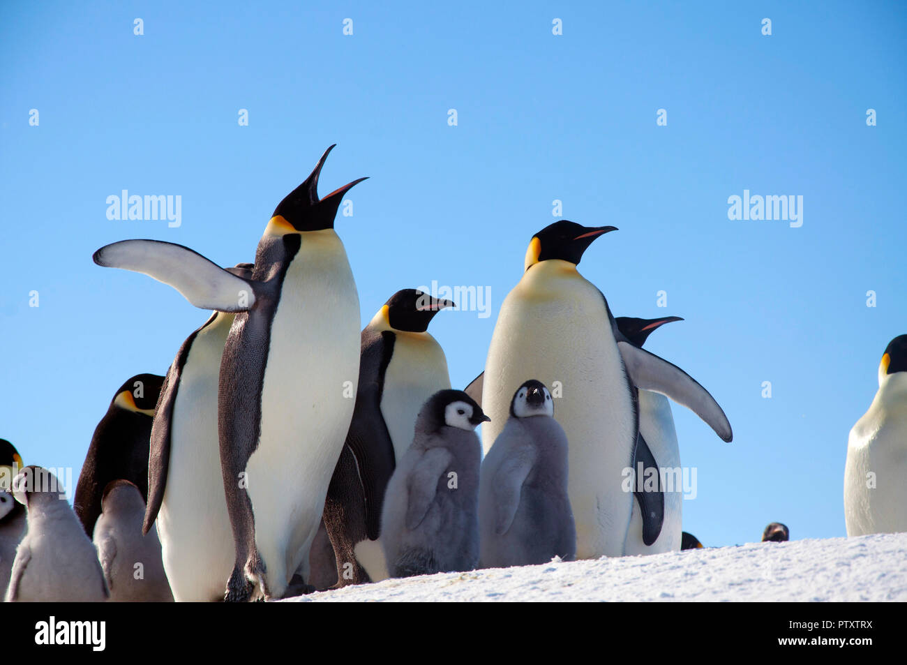 Emperor penguin colony antarctica hi-res stock photography and images ...