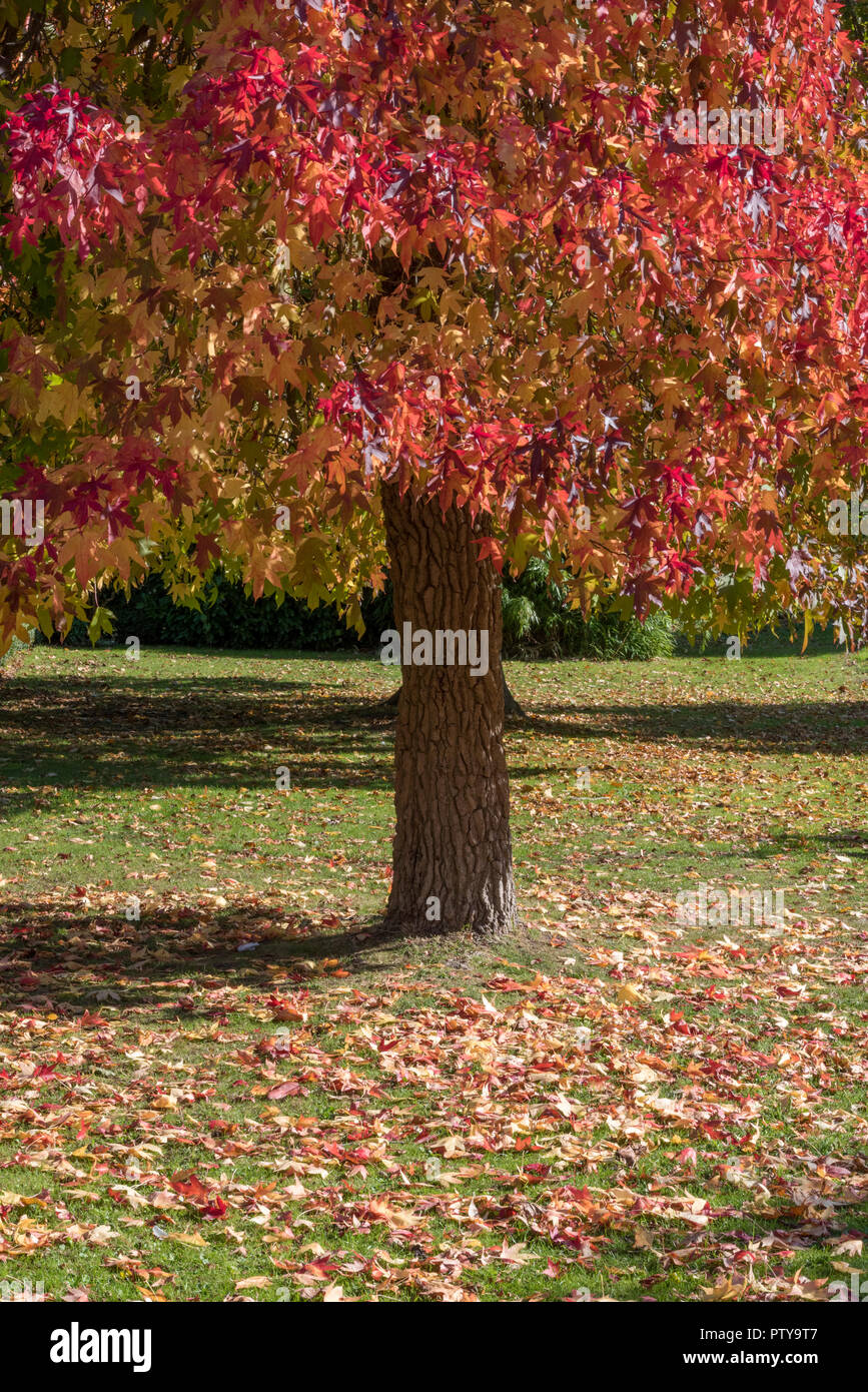 a maple or acer tree in autumn during the leaf fall and autumnal red ...