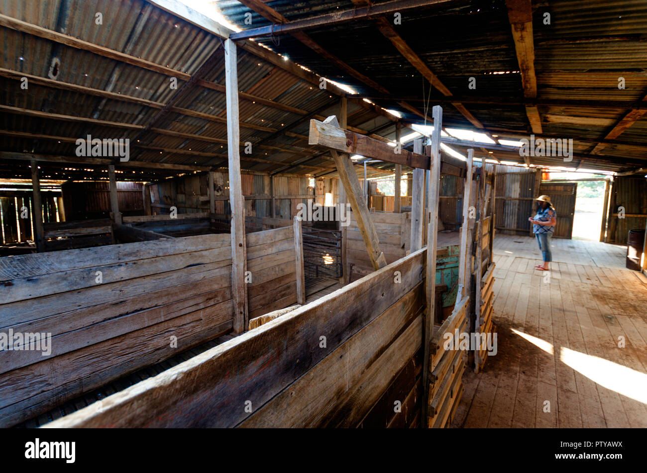 Old shearing shed at historic Koonalda Homestead on the Nullarbor Plain ...