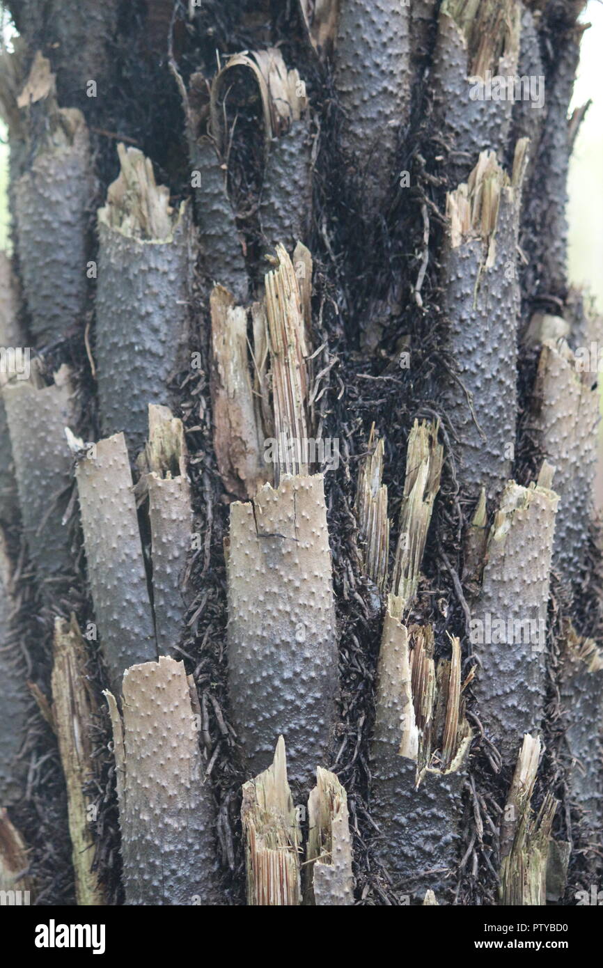 Close up of frond stalks of Cyathea australis or rough tree fern, at ...