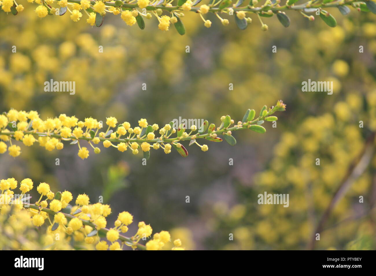 Flowering yellow wattle at the Australian National Botanical Gardens ...