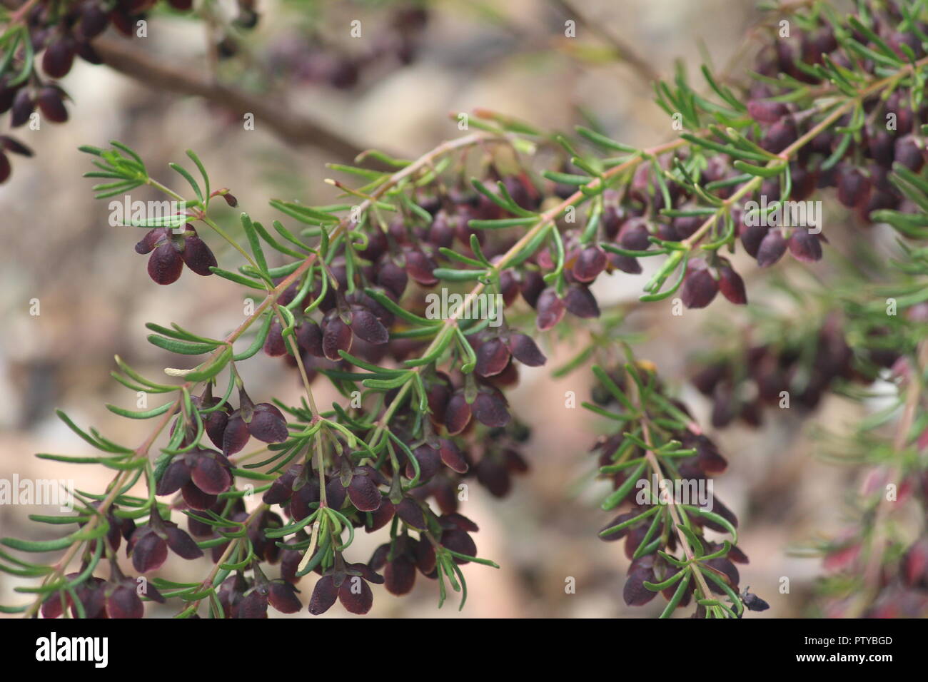 Boronia hi-res stock photography and images - Alamy