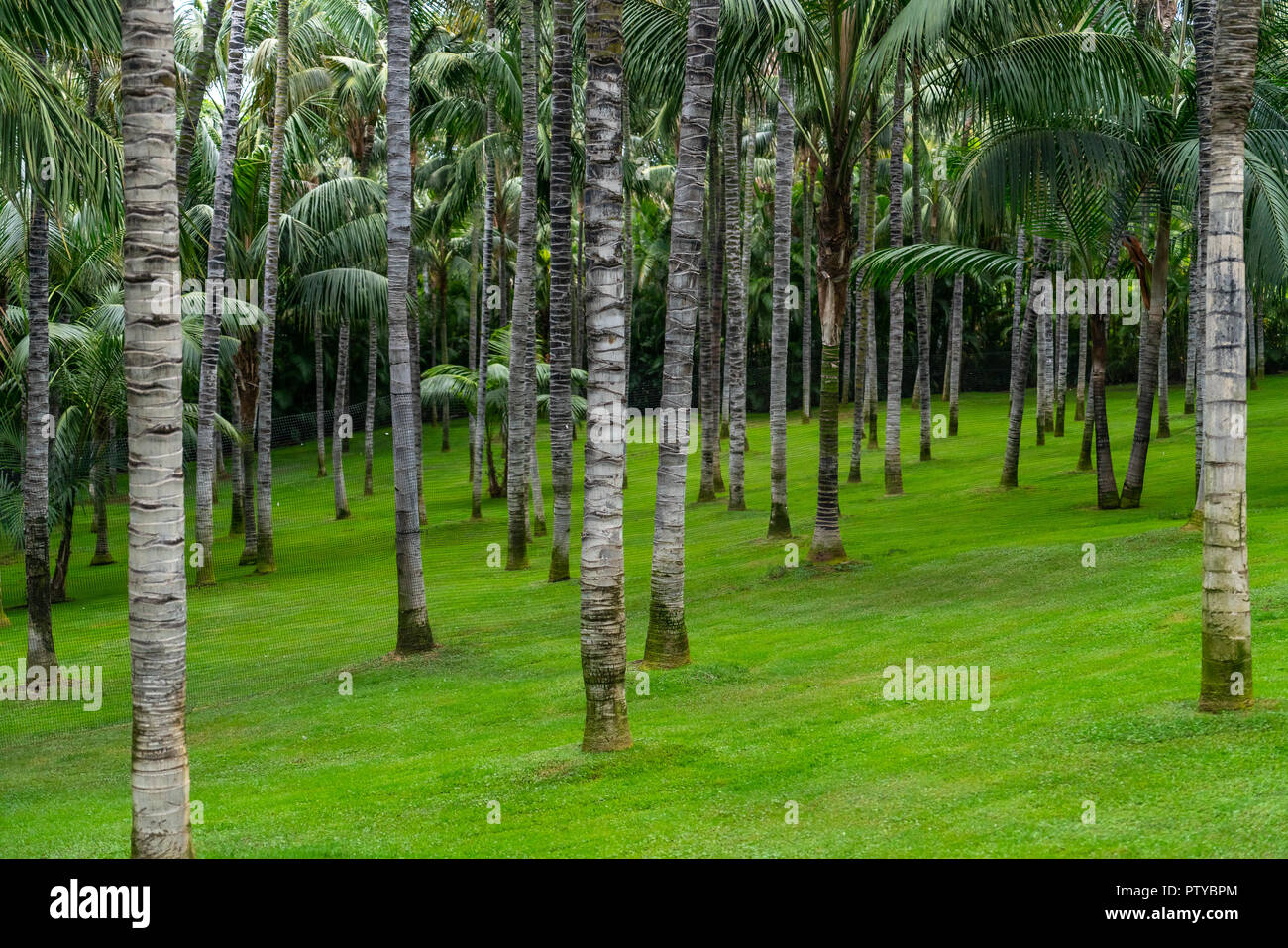 Palm tree trunks Washingtonia robusta (Mexican fan palm or Mexican ...