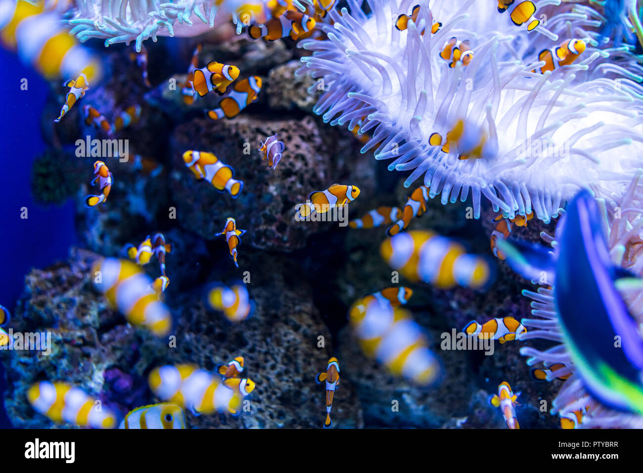 Tropical fish Clownfish (Amphiprioninae) among corals Stock Photo - Alamy