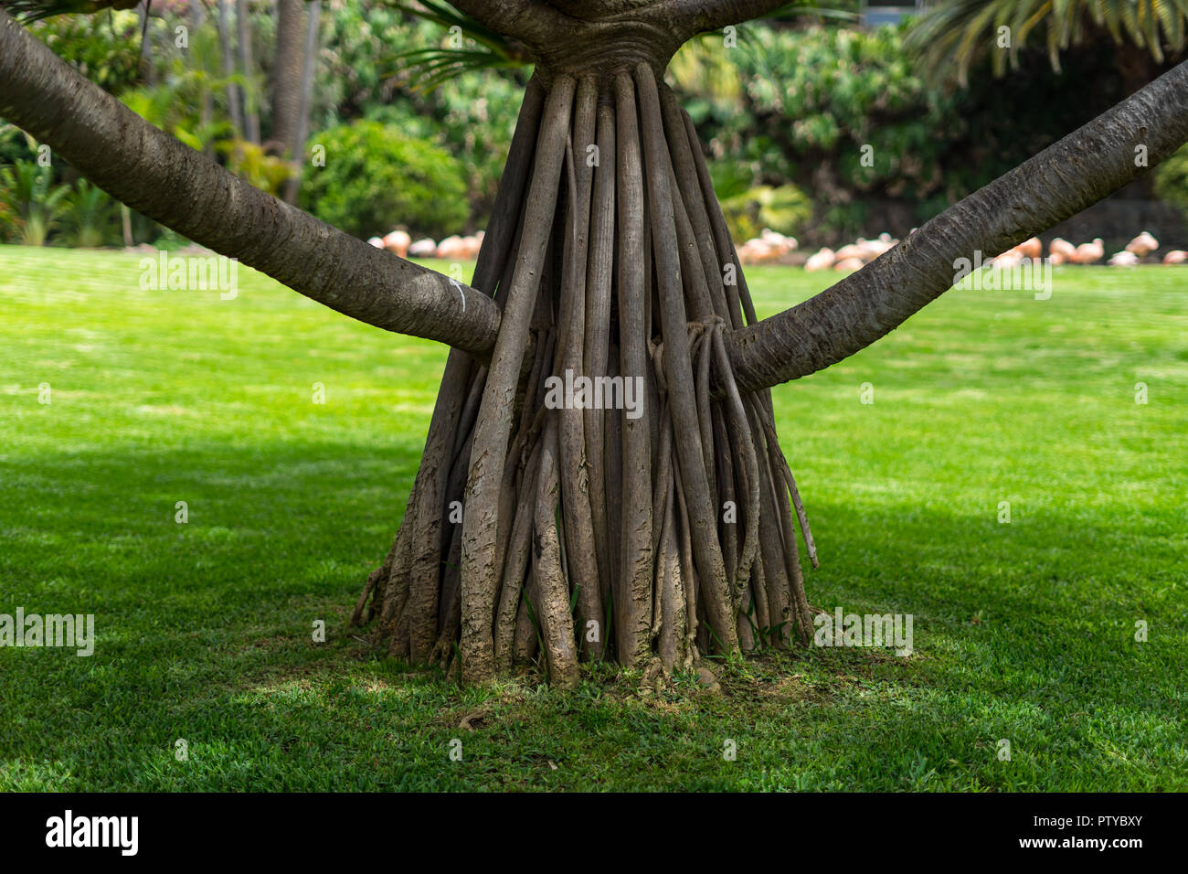 The base of the young tree trunk is Dracaena draco (Canary Islands ...