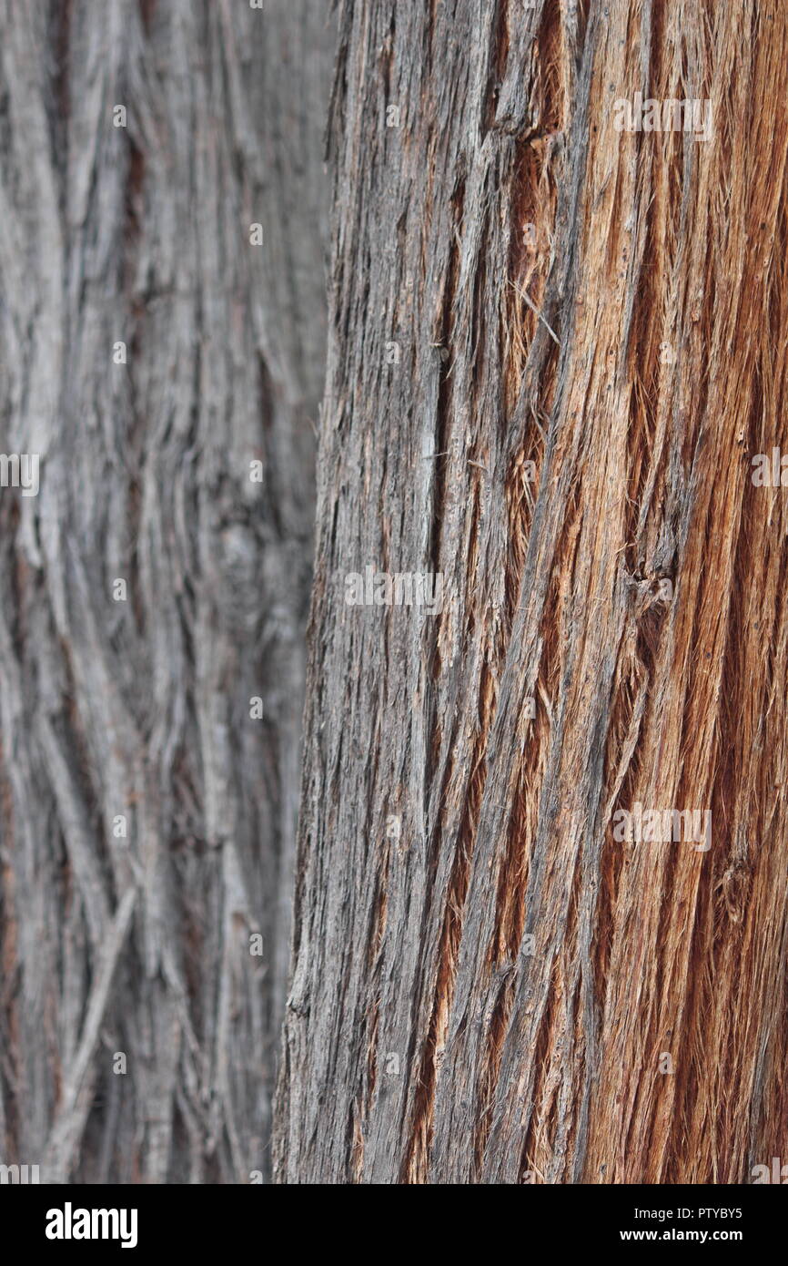 Eucalyptus macrorhyncha or red stringybark trunk close up at Australian ...