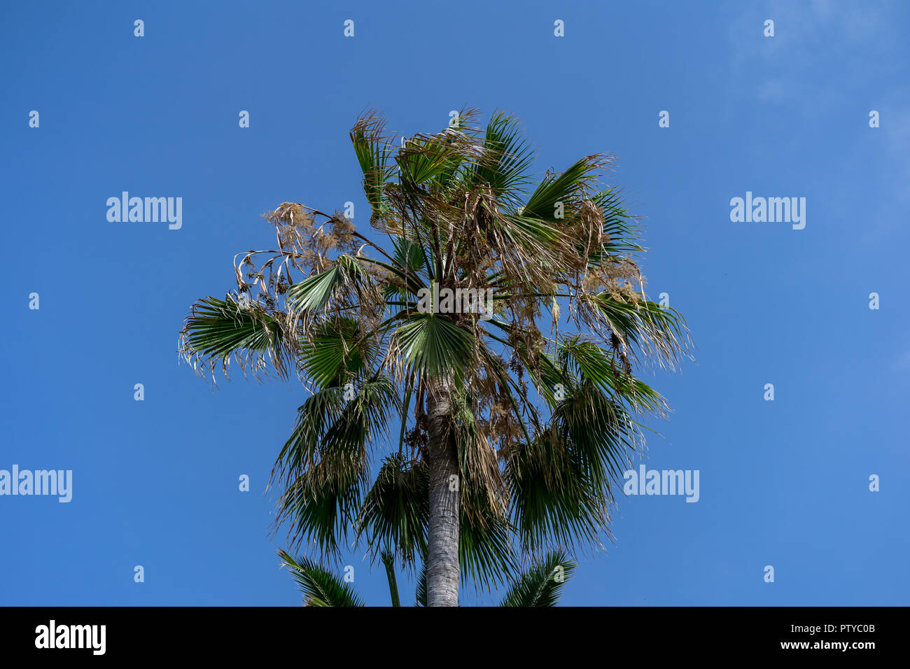 Palm tree crown of Washingtonia robusta (Mexican fan palm or Mexican ...