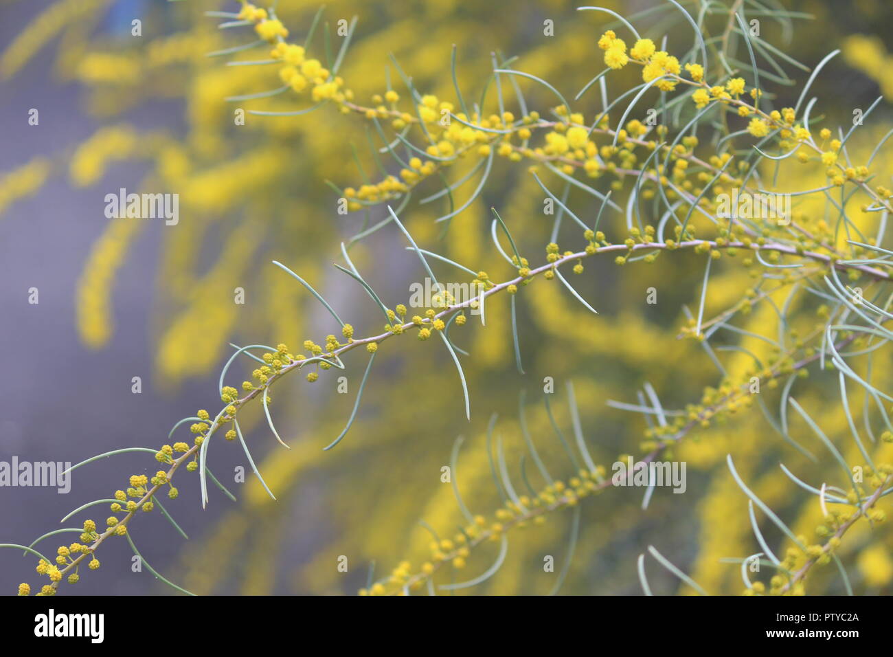 Canberra botanical gardens hi-res stock photography and images - Alamy