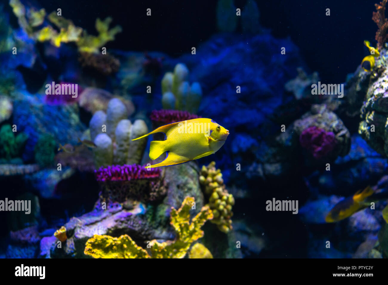 Tropical fish queen angelfish (Holacanthus ciliaris) living in the ...