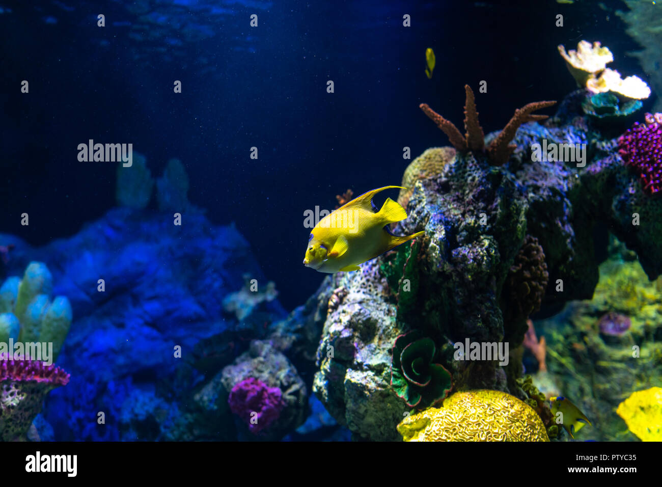 Tropical fish queen angelfish (Holacanthus ciliaris) living in the ...