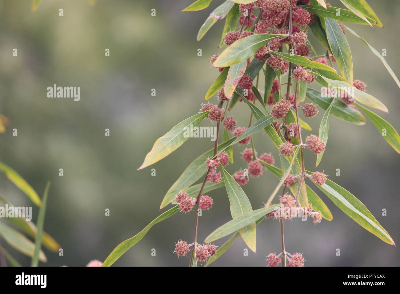 Acacia leprosa scarlet blaze hi-res stock photography and images - Alamy