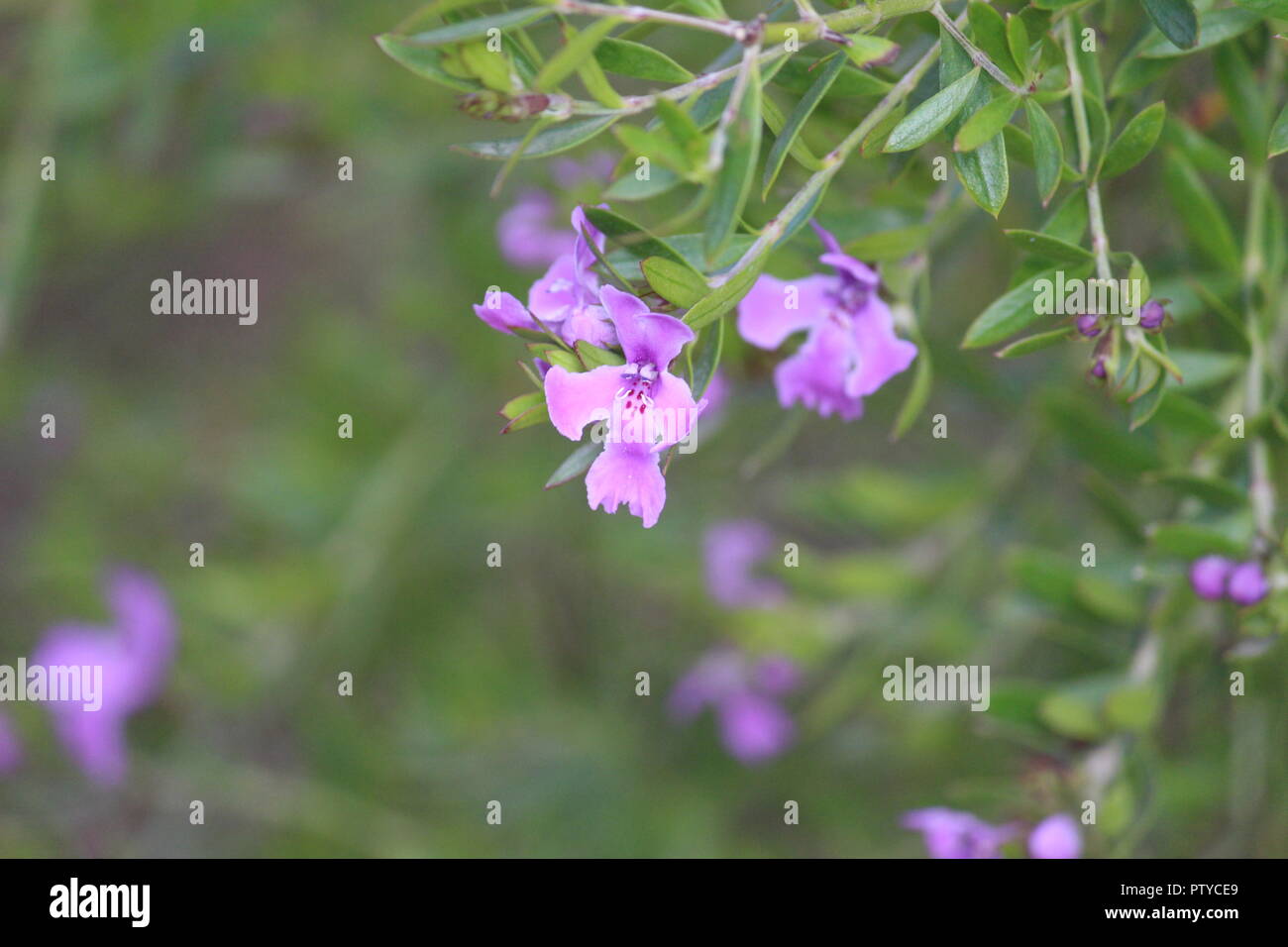 Australian bugle, or ajuga australias at National Botanical Gardens ...