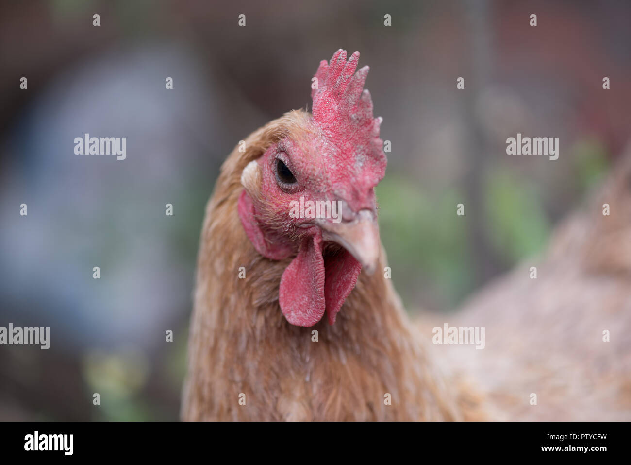 Chicken looking at camera portrait outside in a farm Stock Photo - Alamy