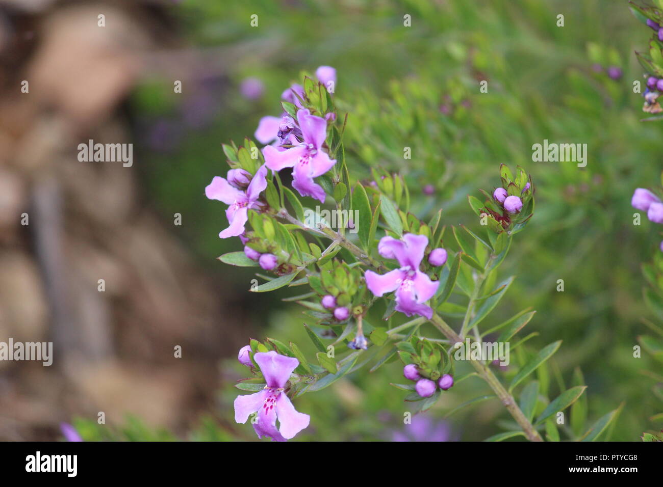 Australian bugle hi-res stock photography and images - Alamy