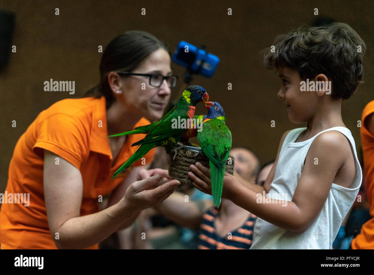 Loro parque tenerife parrot hi-res stock photography and images - Alamy