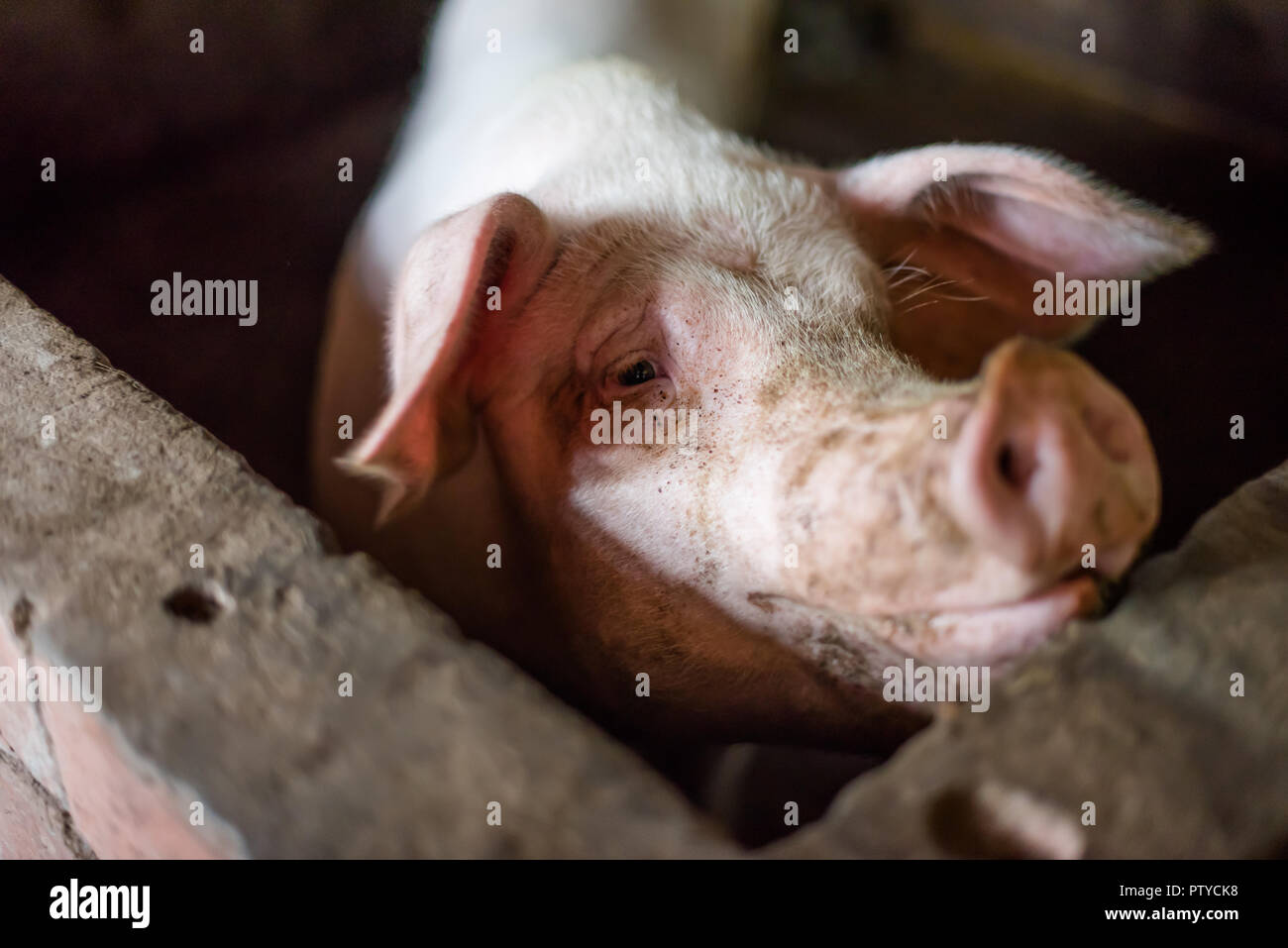 Fat pig hi-res stock photography and images - Alamy
