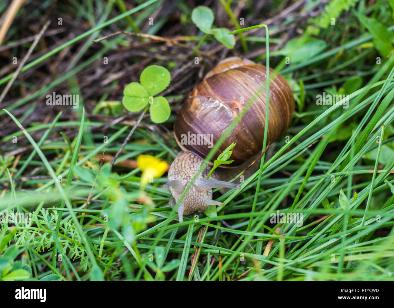 Big snail with green grass, close-up, cochlea and animal, natural Stock ...