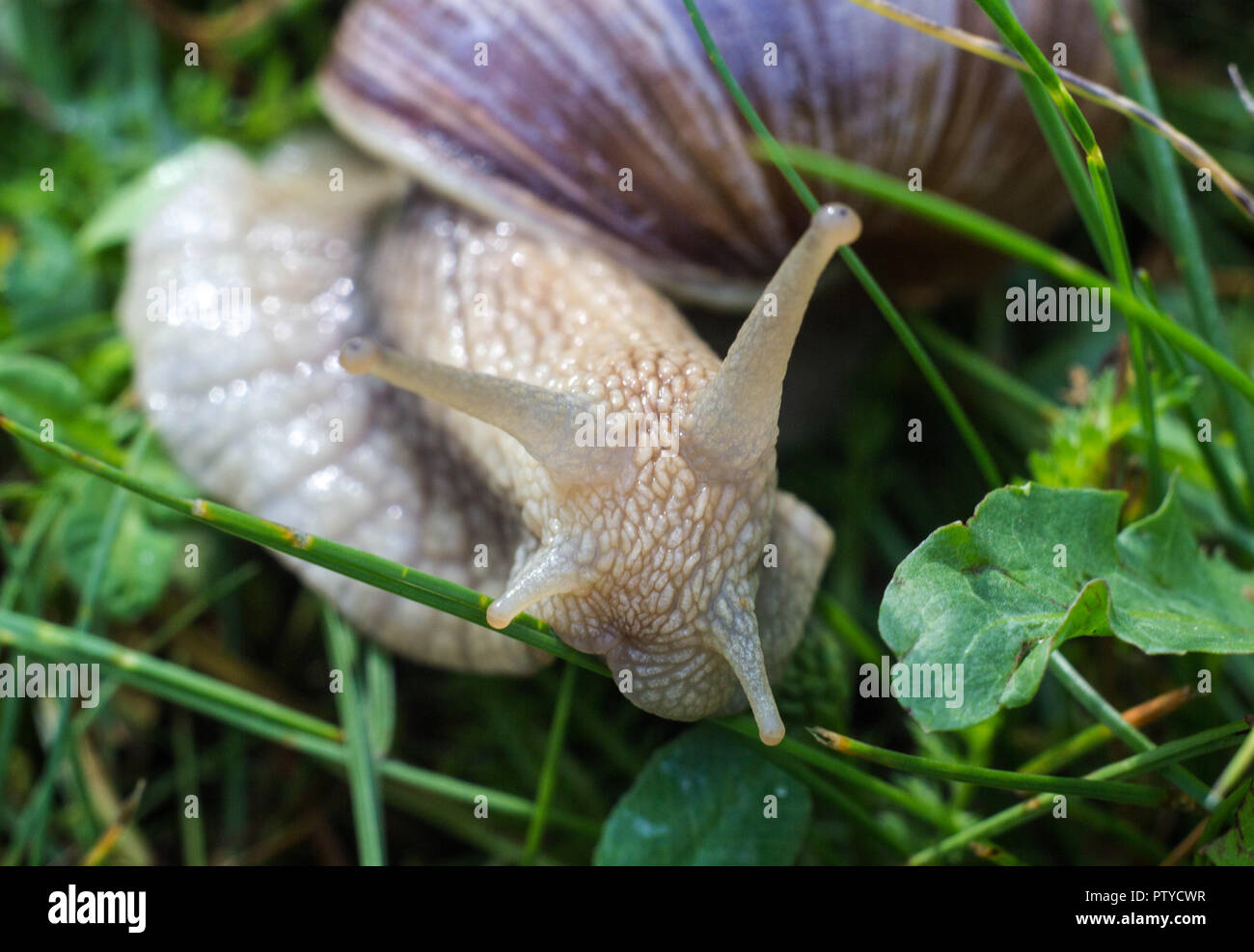 Cochlea hi-res stock photography and images - Alamy
