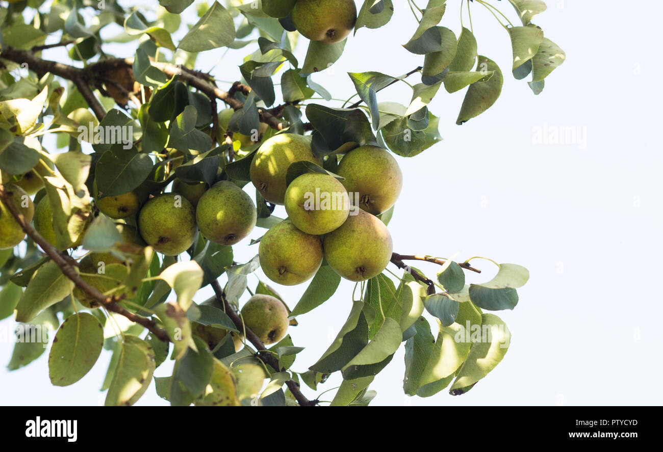 Pear tree, a branch on which grow pears, close-up, punchbag Stock Photo ...