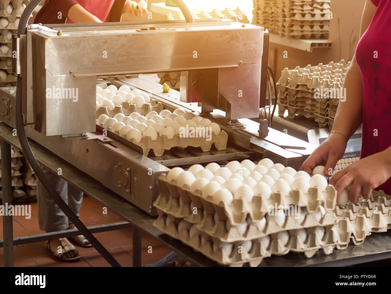 Production for sorting chicken eggs, the process of selection of ...