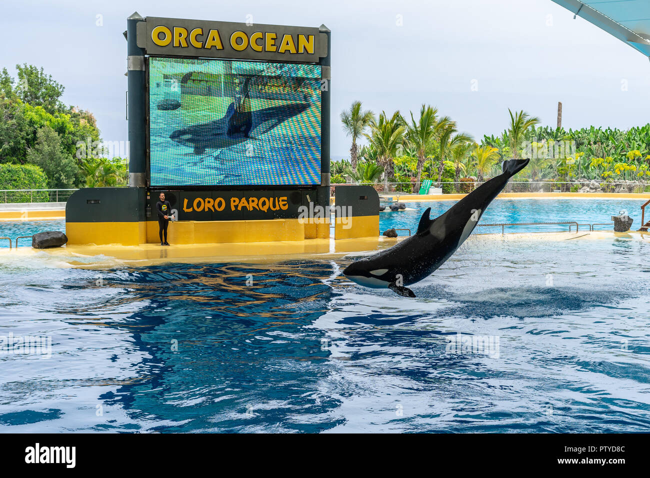 PUERTO DE LA CRUZ, SPAIN - JULY 20, 2018: Orca show in Loro-Parque ...