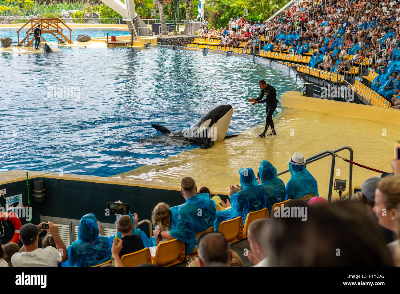 PUERTO DE LA CRUZ, SPAIN - JULY 20, 2018: Orca show in Loro-Parque ...