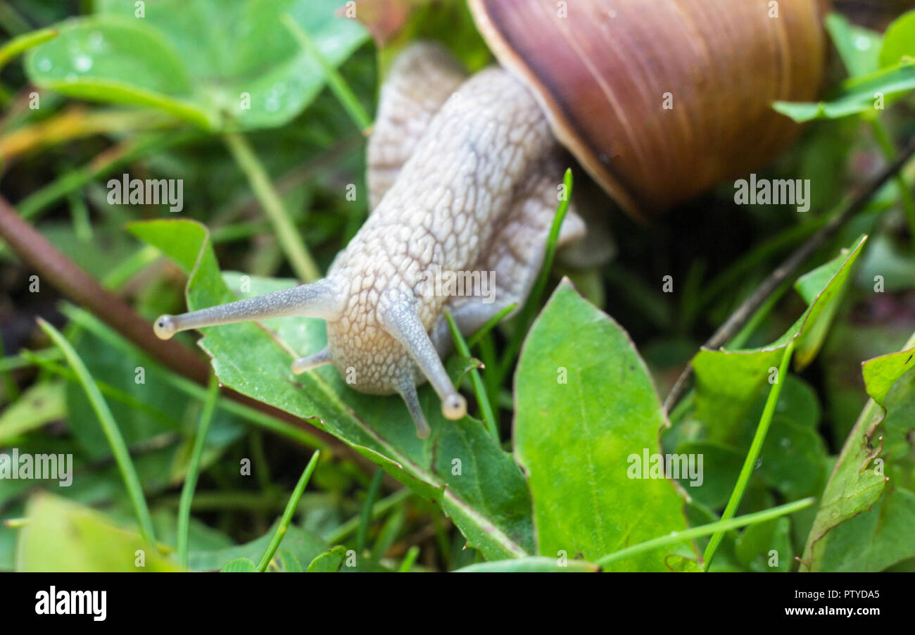 Big snail in the grass, macro photography, cochlea Stock Photo - Alamy