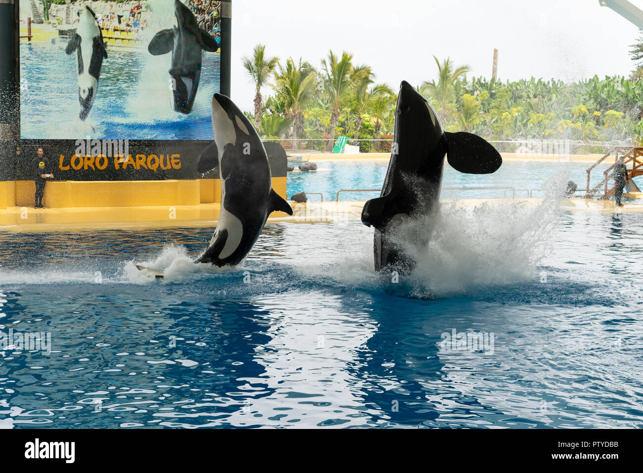 Orca orca ocean loro parque hi-res stock photography and images - Alamy