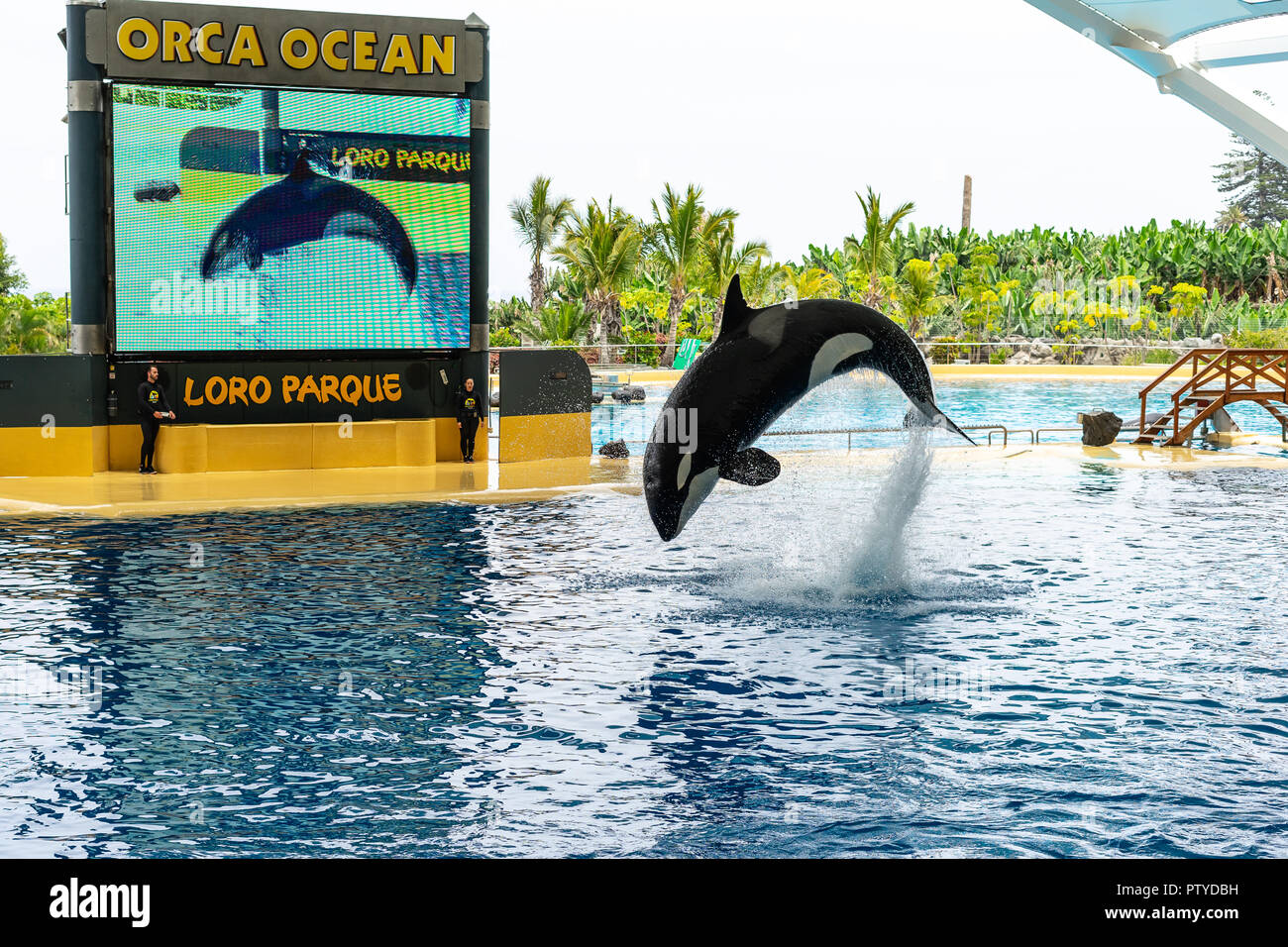 PUERTO DE LA CRUZ, SPAIN - JULY 20, 2018: Orca show in Loro-Parque ...
