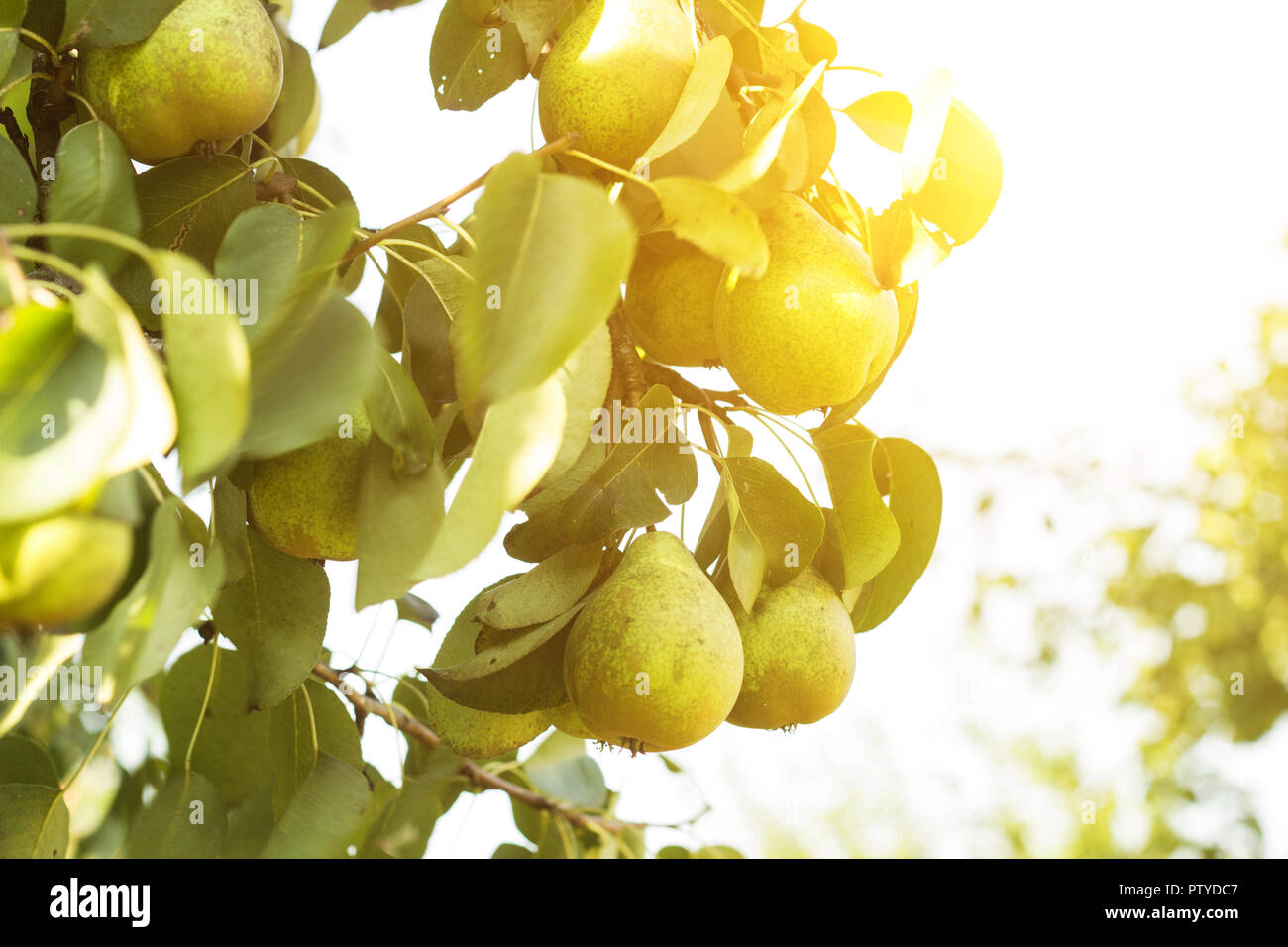 Pear tree, a branch on which grow pears, close-up, the sun Stock Photo ...