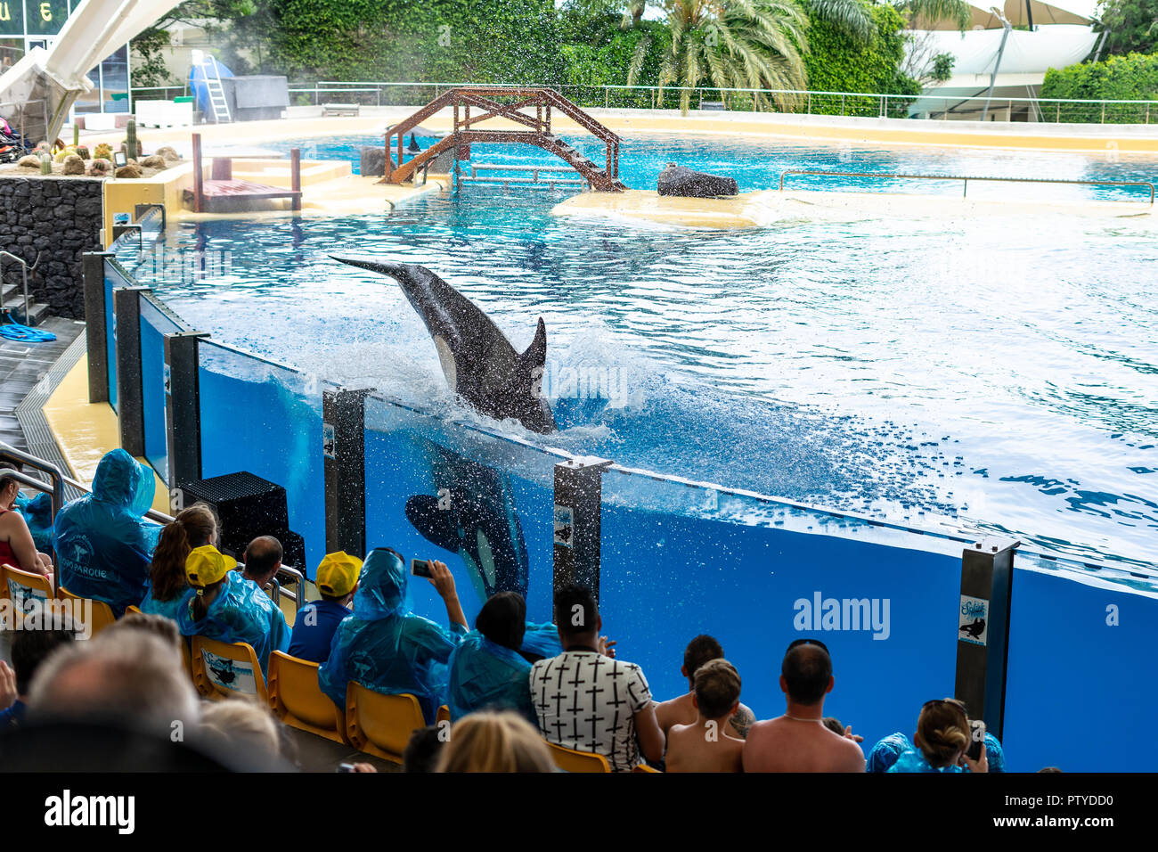 PUERTO DE LA CRUZ, SPAIN - JULY 20, 2018: Orca show in Loro-Parque ...