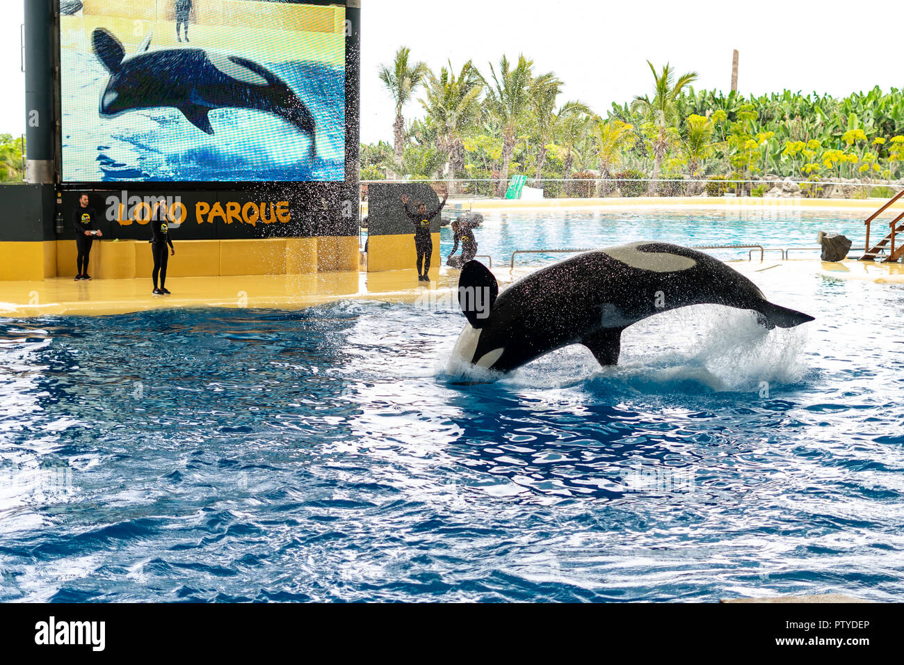 Show orca in loro hi-res stock photography and images - Alamy