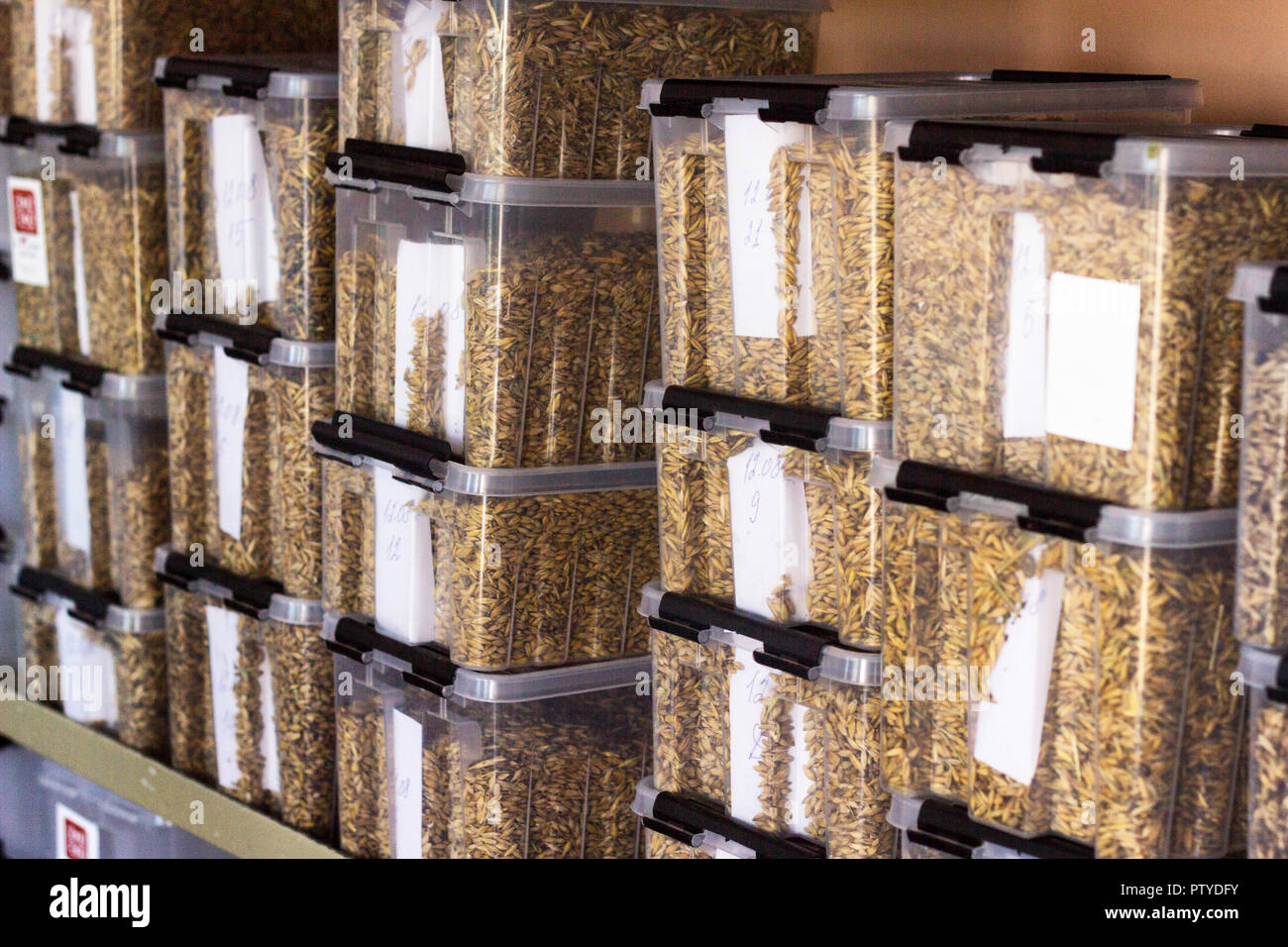 laboratory for the analysis and diagnosis of grain from the field, in ...