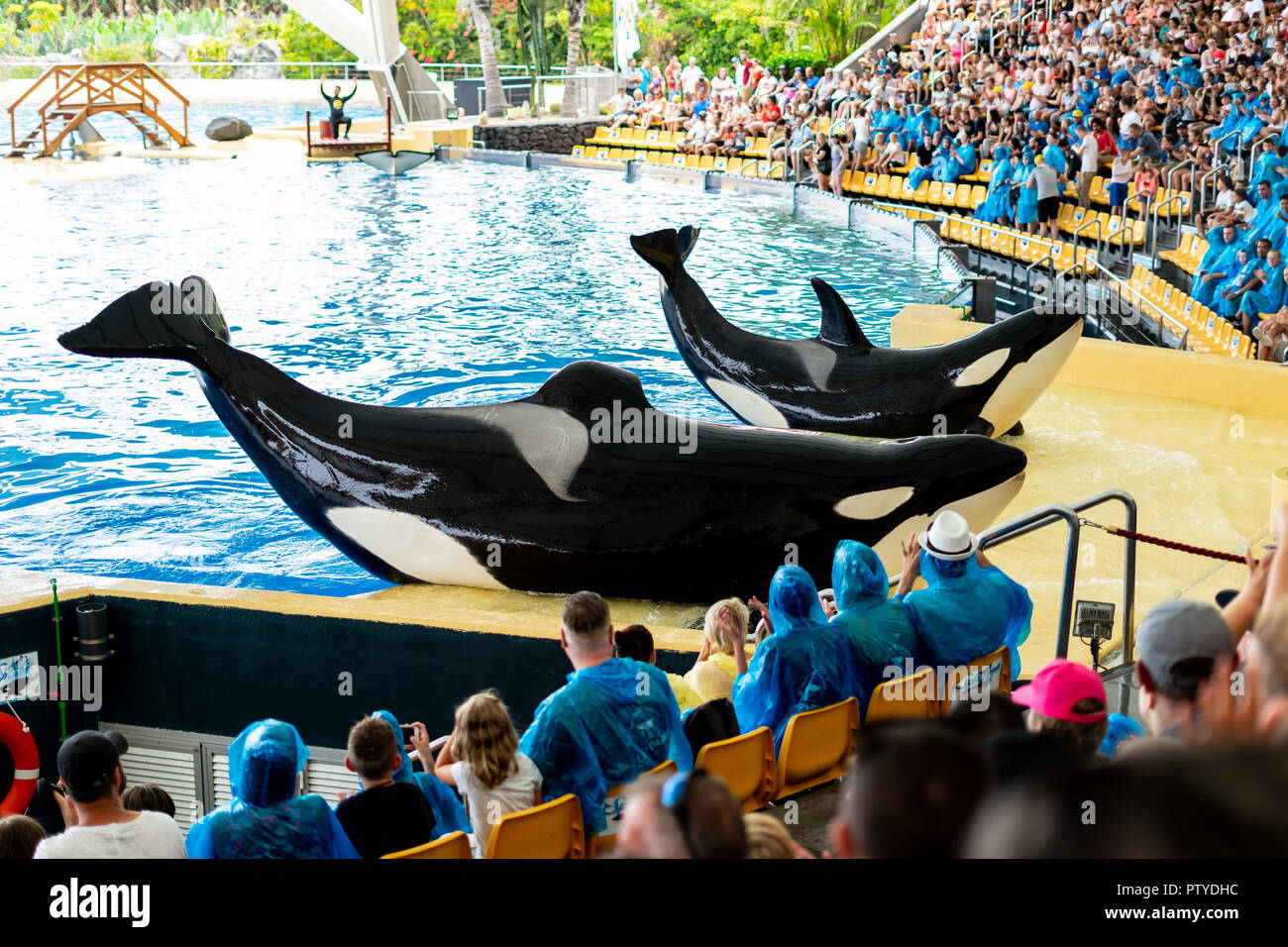 PUERTO DE LA CRUZ, SPAIN - JULY 20, 2018: Orca show in Loro-Parque ...