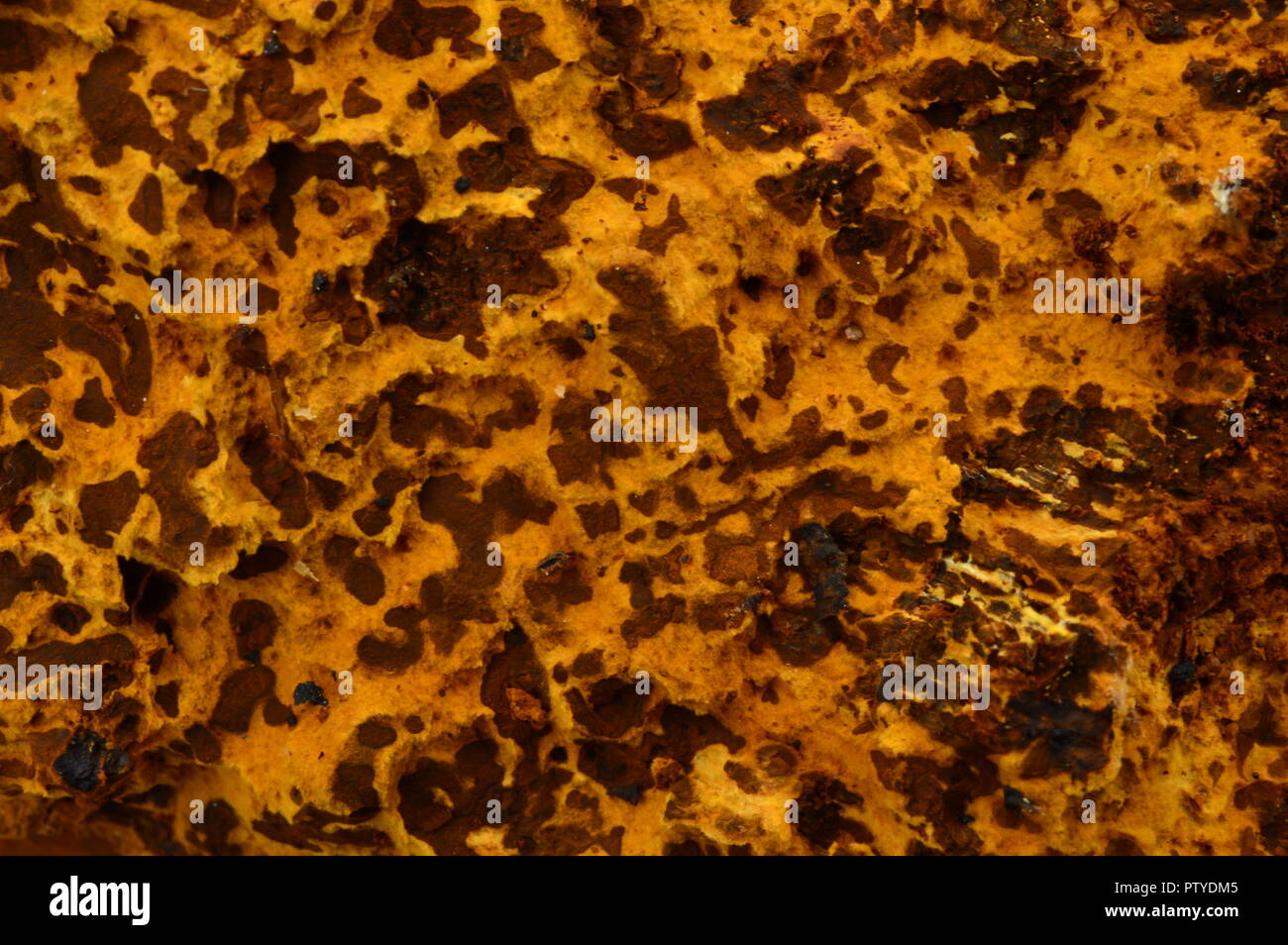 Inside of mushroom hi-res stock photography and images - Alamy