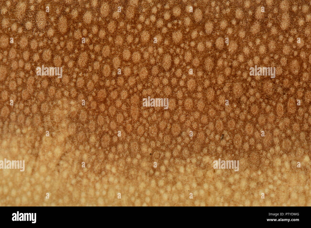 Mushroom texture hi-res stock photography and images - Alamy