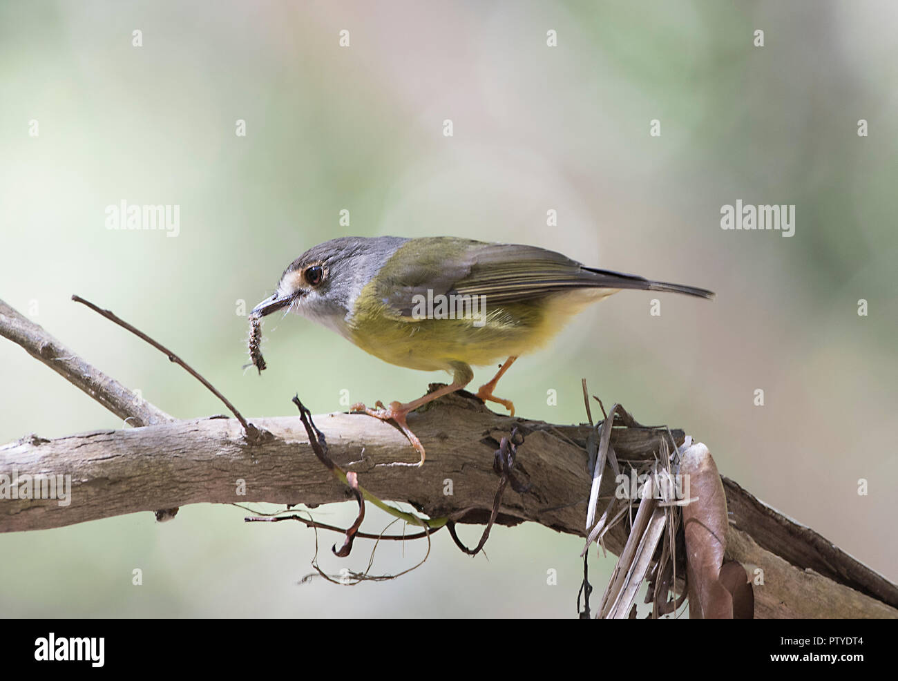 Eastern Yellow Robin (Eopsaltria australis) with insect in beak ...