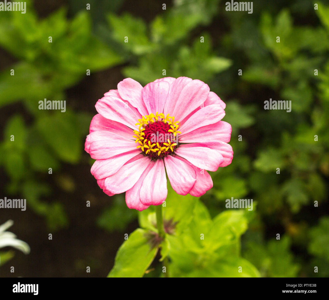 Tsinia hi-res stock photography and images - Alamy