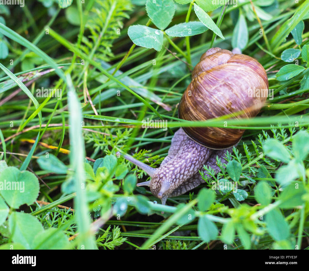 Big snail with green grass, close-up, cochlea and animal, natural Stock ...