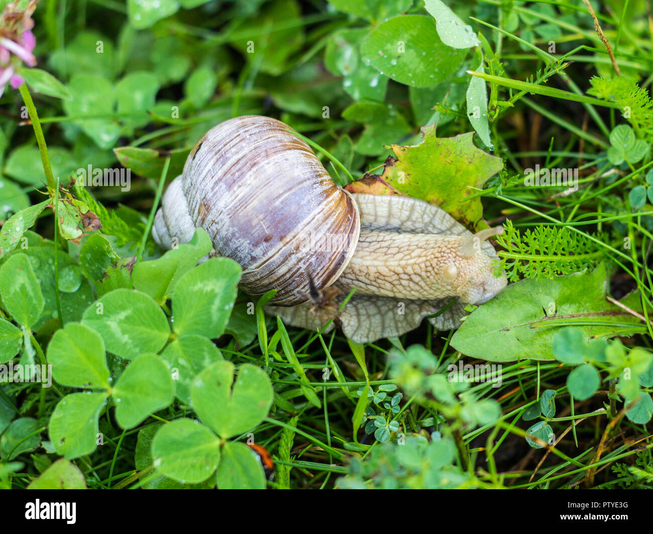 Big snail with green grass, close-up, cochlea and animal, natural Stock ...