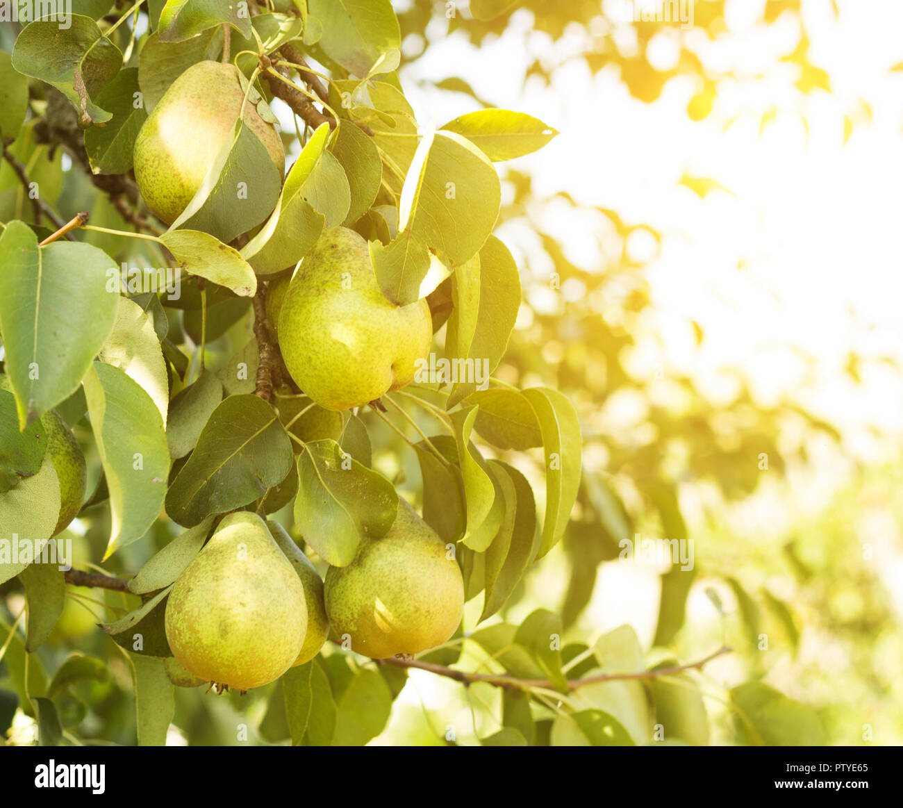 Pear tree, a branch on which grow pears, close-up, the sun Stock Photo ...