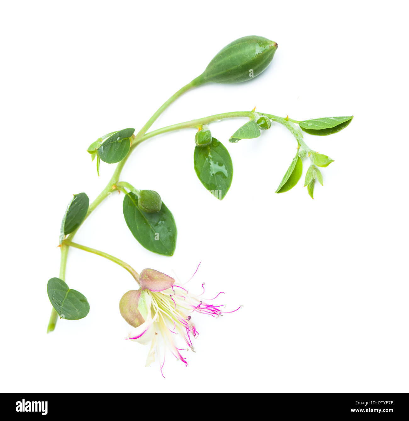 Capers flower with green leaves and bud on white background Stock Photo ...