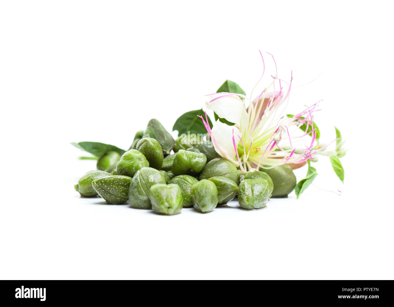 Capers on white background. Caper plant, bud, green leaves and flower ...