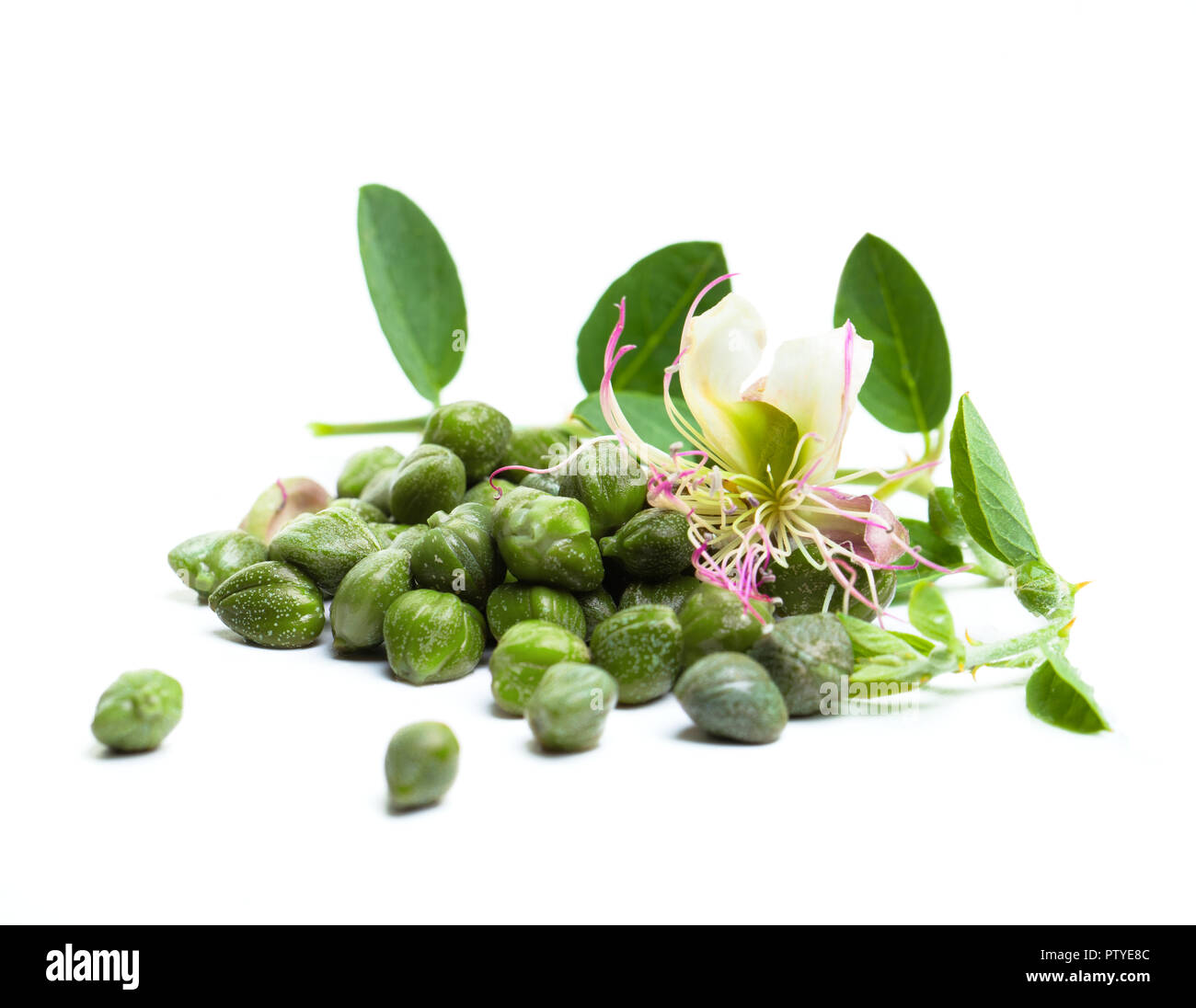 Caper plant, green leaves and flower. Capers on white background Stock ...