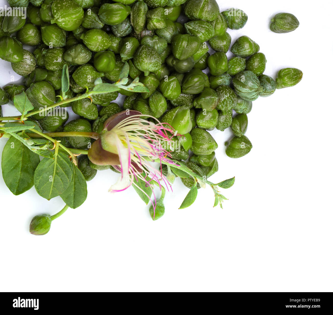 Capers with green leaves and flower on white background Stock Photo - Alamy