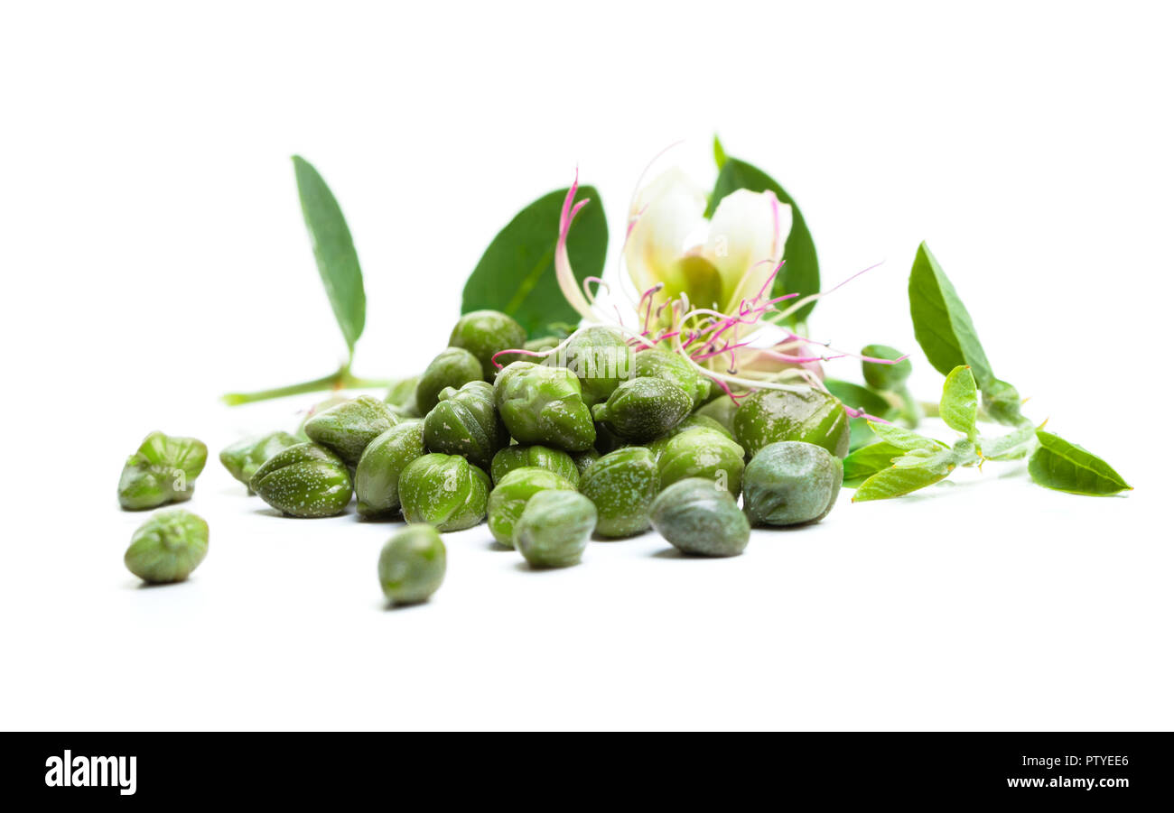Caper. Capers flower, green leaves and bud on white background Stock ...
