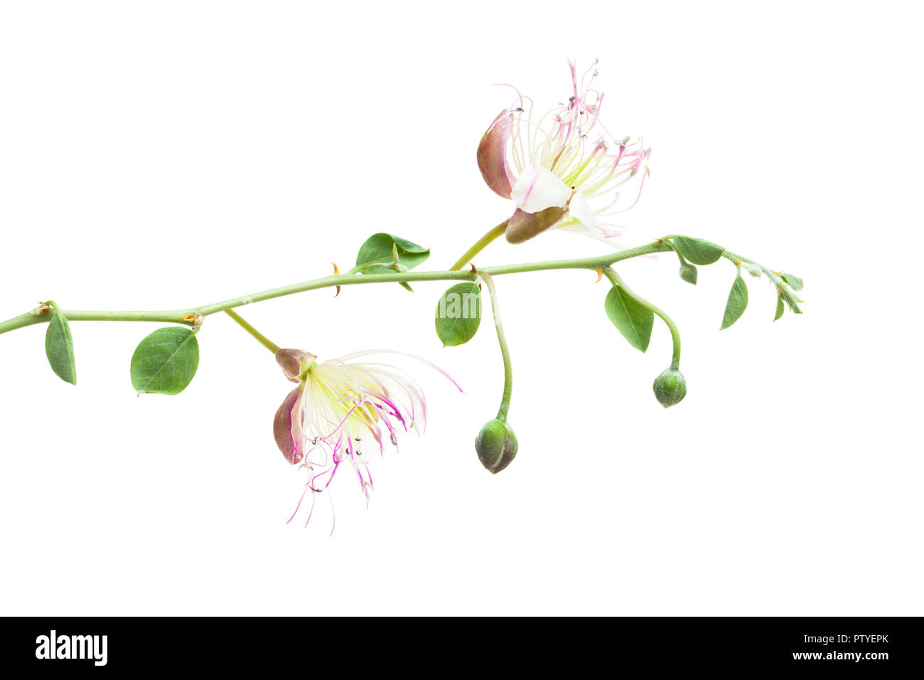 Capers plant isolated on white background. Capparis spinosa branch with ...