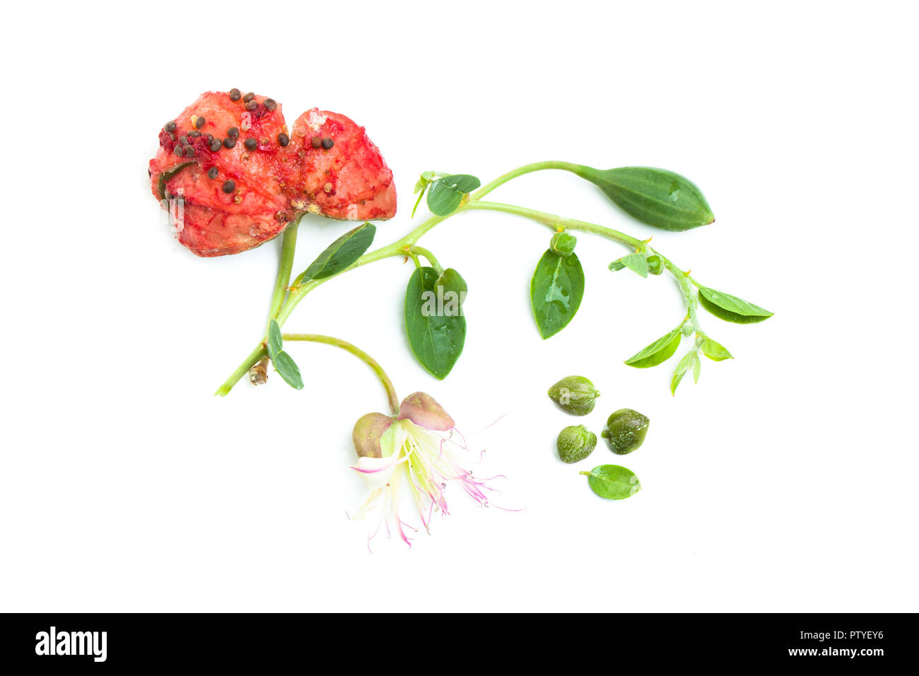 Caper flower hi-res stock photography and images - Alamy