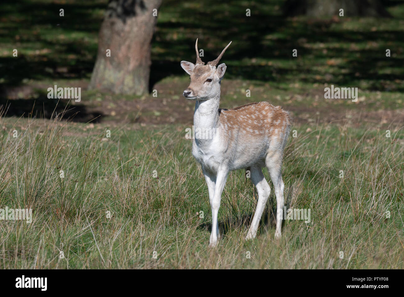 Deer nature landscape hi-res stock photography and images - Alamy